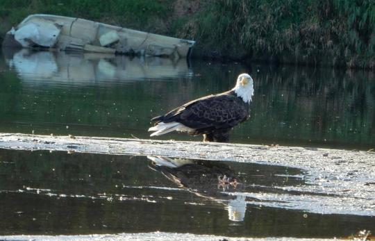 Campground Details - Wilgus State Park, VT - Vermont State Parks