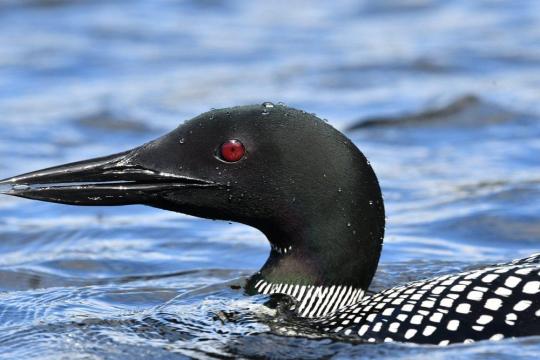 Campground Details - Brighton State Park, VT - Vermont State Parks