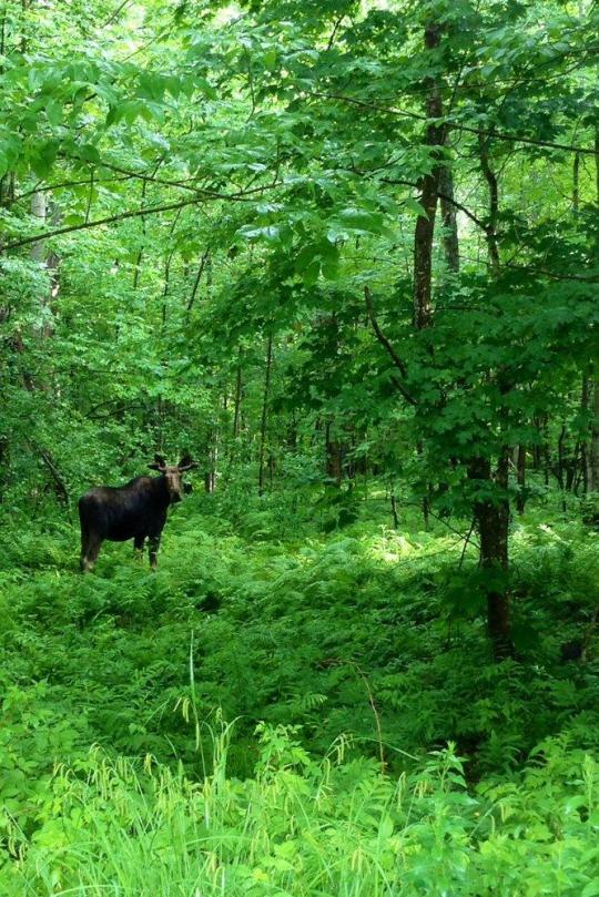 Campground Details - Stillwater State Park, VT - Vermont State Parks
